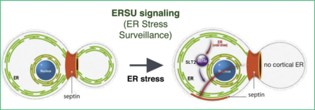 ERSU: A Cell Cycle Checkpoint for the ER in Mammalian and Yeast Cells ...