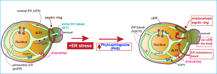 ERSU: A Cell Cycle Checkpoint for the ER in Mammalian and Yeast Cells ...